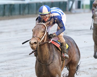 Sharp Tune - Horse Profile - BloodHorse