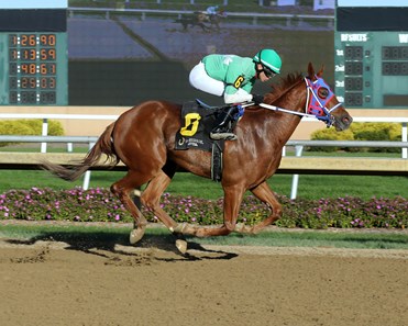 Concentration - Horse Profile - BloodHorse