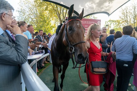 Ace Impact (IRE) - Horse Profile - BloodHorse