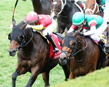 Runaway Storm - Horse Profile - BloodHorse