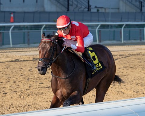 Thoroughbred Race Horses