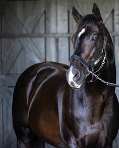 Violence - Horse Profile - BloodHorse