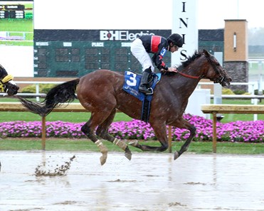 Belgian Blue - Horse Profile - BloodHorse