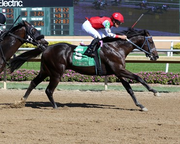 Tree of Liberty - Horse Profile - BloodHorse