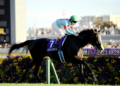 Equinox (JPN) - Horse Profile - BloodHorse