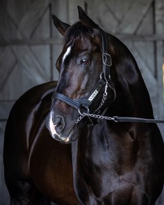 Violence - Horse Profile - BloodHorse