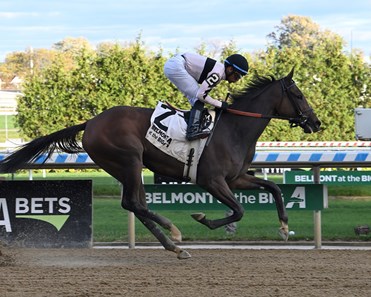 Dolomite - Horse Profile - BloodHorse