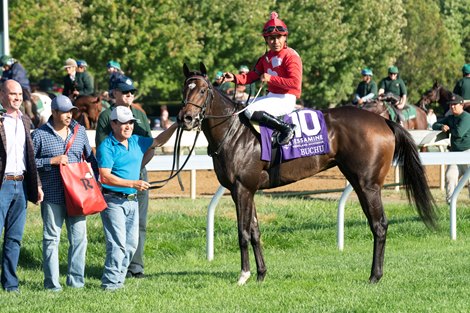 Buchu Aims for More in Full Juvenile Fillies Turf Field - BloodHorse