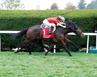 Runaway Storm - Horse Profile - BloodHorse