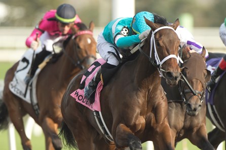 Tripolina - Horse Profile - BloodHorse