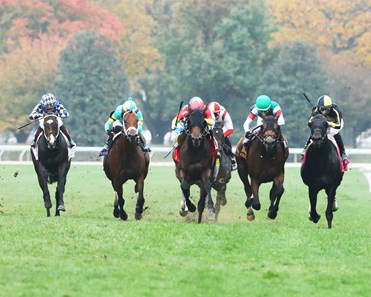 Runaway Storm - Horse Profile - BloodHorse