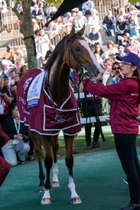 Opera Singer - Horse Profile - BloodHorse