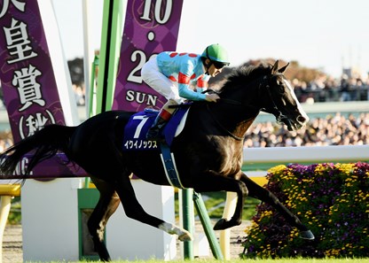 Equinox (JPN) - Horse Profile - BloodHorse