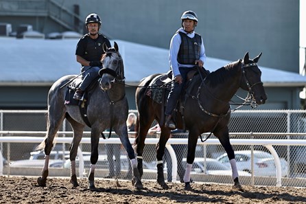 Arcangelo - Horse Profile - BloodHorse