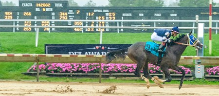 Copper Tax - Horse Profile - BloodHorse