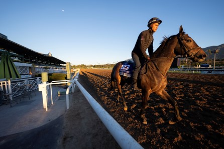 Valiant Force - Horse Profile - BloodHorse