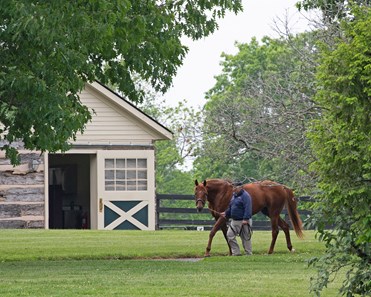 Gun Runner - Horse Profile - BloodHorse