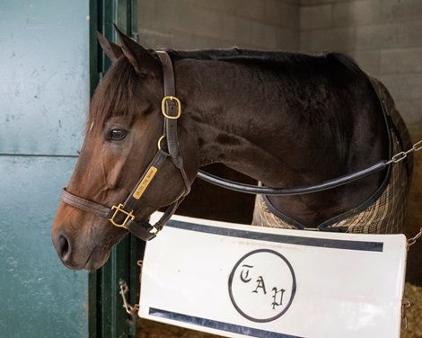 In Turf, Up to the Mark Faces Top International Runners - BloodHorse
