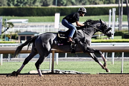 Arcangelo - Horse Profile - BloodHorse