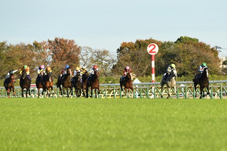 Equinox (JPN) - Horse Profile - BloodHorse