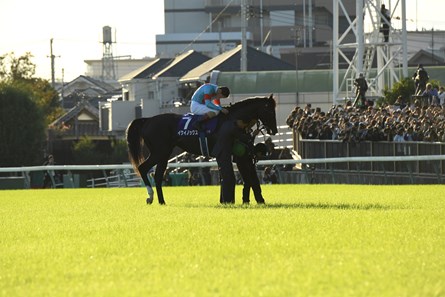 Equinox (JPN) - Horse Profile - BloodHorse