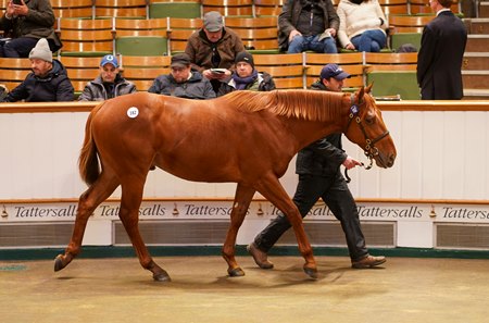Pinatubo Colt Tops Tatts December Yearling Sale - TrueNicks.com