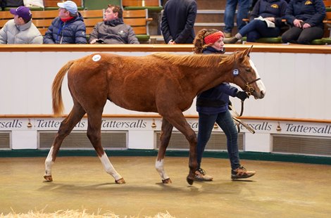 Havana Grey Theme Continues With 250,000gns Colt - BloodHorse