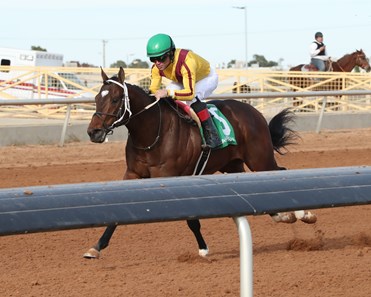 American Rascal - Horse Profile - BloodHorse