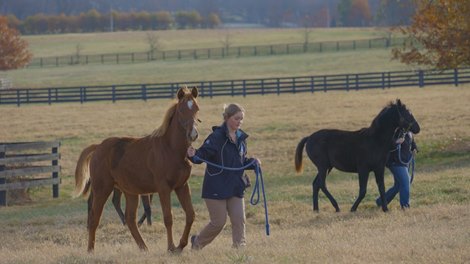 Beyond the Headlines: UK's Maine Chance Farm - Video - - BloodHorse
