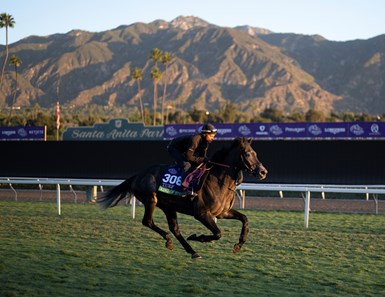 King of Steel - Horse Profile - BloodHorse