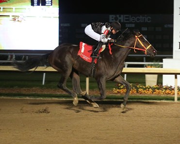 Rodeo Zone - Horse Profile - BloodHorse