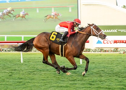 Dandy Man Shines (IRE) - Horse Profile - BloodHorse