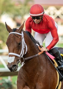 Dandy Man Shines (IRE) - Horse Profile - BloodHorse