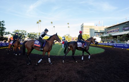 Starlust (GB) - Horse Profile - BloodHorse