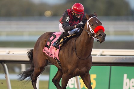 Babbo - Horse Profile - BloodHorse