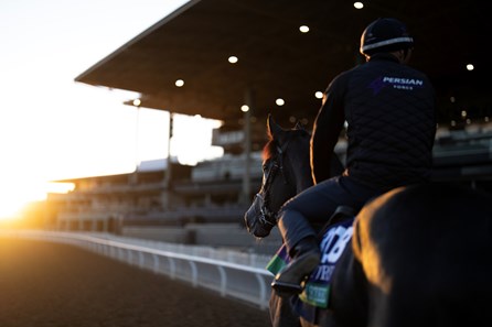 King of Steel - Horse Profile - BloodHorse