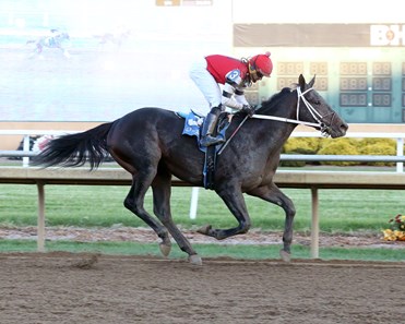 Ice Express - Horse Profile - BloodHorse