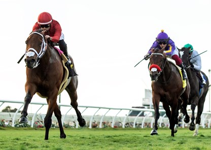 Dandy Man Shines (IRE) - Horse Profile - BloodHorse