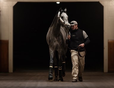 Arcangelo - Horse Profile - BloodHorse