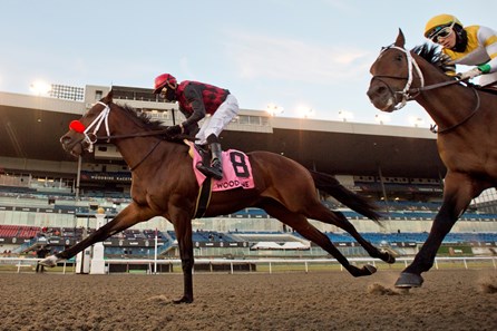 Babbo - Horse Profile - BloodHorse