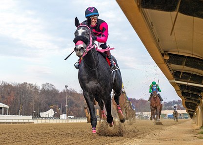 Seven's Eleven - Horse Profile - BloodHorse