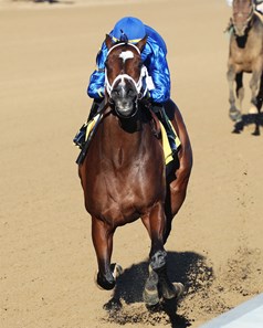 Nash - Horse Profile - BloodHorse