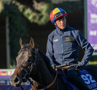 Starlust (GB) - Horse Profile - BloodHorse