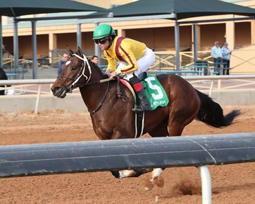 American Rascal - Horse Profile - BloodHorse