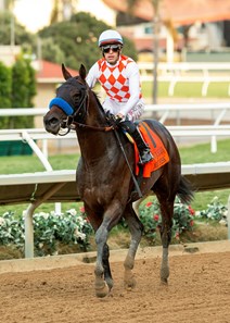 Mr Fisk - Horse Profile - BloodHorse