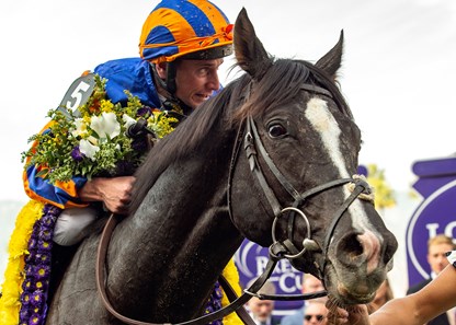 Auguste Rodin (IRE) - Horse Profile - BloodHorse