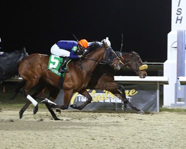 Clyde's Got a Gun - Horse Profile - BloodHorse