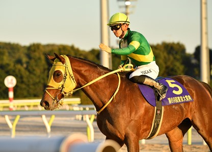 Ushba Tesoro (JPN) - Horse Profile - BloodHorse