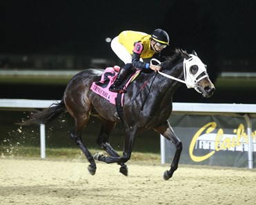 Midnight Stormy - Horse Profile - BloodHorse