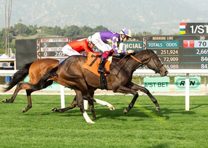 Medoro - Horse Profile - BloodHorse